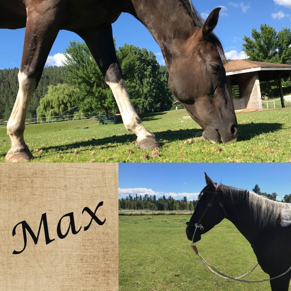 MAX copy - Trotting Horse Therapeutic Riding